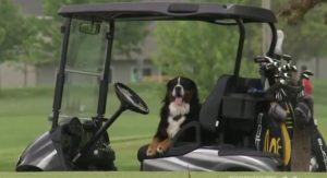How To Keep Your Dog Safe In A Golf Cart | J's Golf Carts Sales & Service